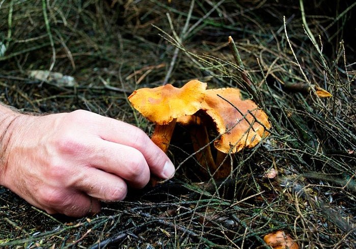 How to Forage for Wild Mushrooms – Nature's Path