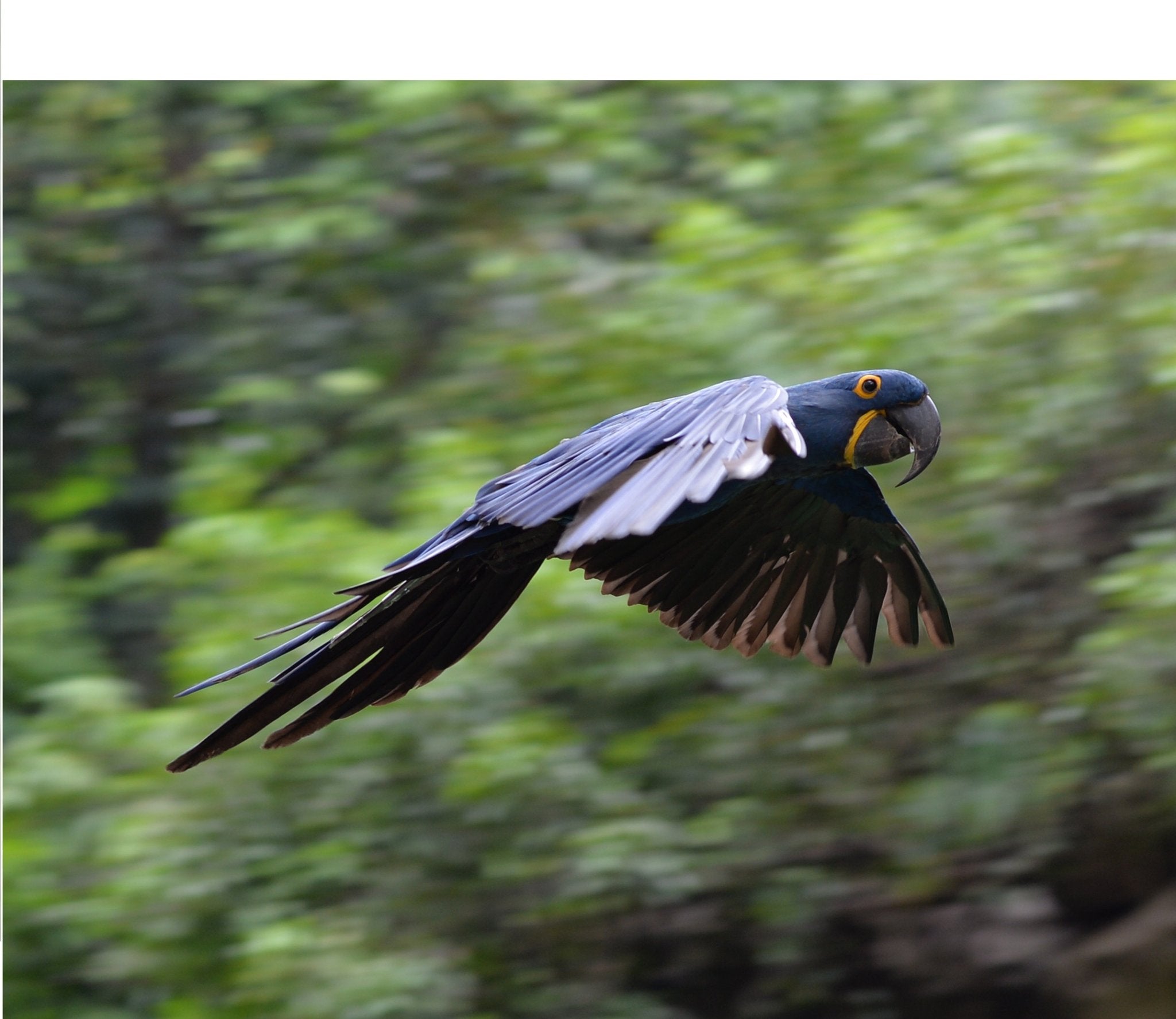 Meet the Blue Macaw – Nature's Path