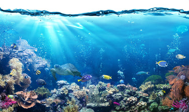 15 Engaging Activities for Kids To Learn About the Ocean Ecosystem ...