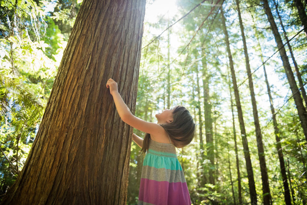 20 Awesome Activities for Kids to Learn About Forests – Nature's Path