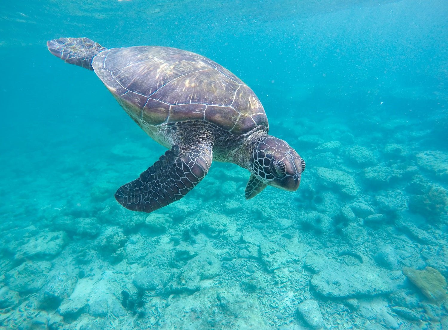 Learn More About SEE Turtles – Nature's Path