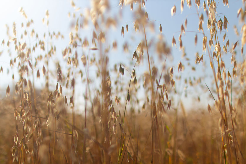 Our Path | Nature's Path Organic